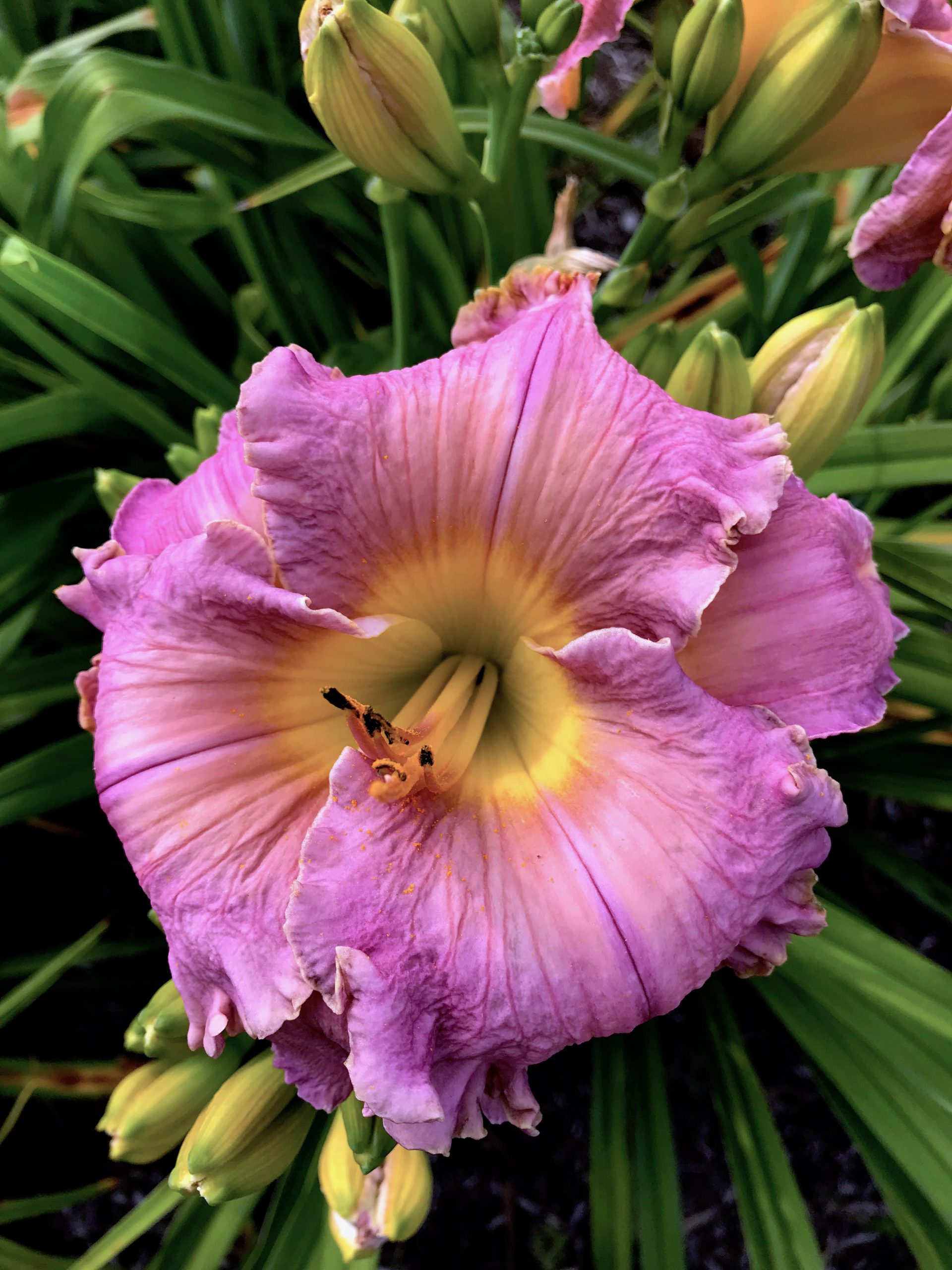 DEBBIE FAHLMANN – Crintonic Gardens