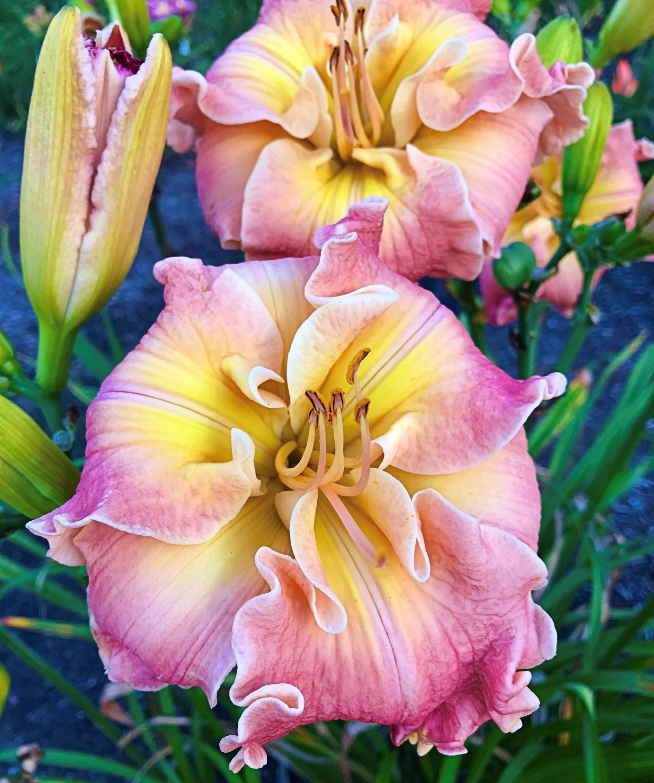 INDIAN LOVE SONG – Crintonic Gardens