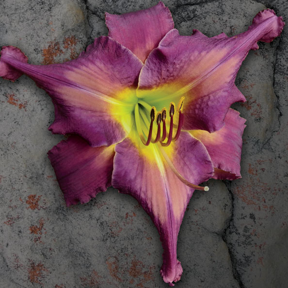 TACTICAL DECEPTION – Crintonic Gardens