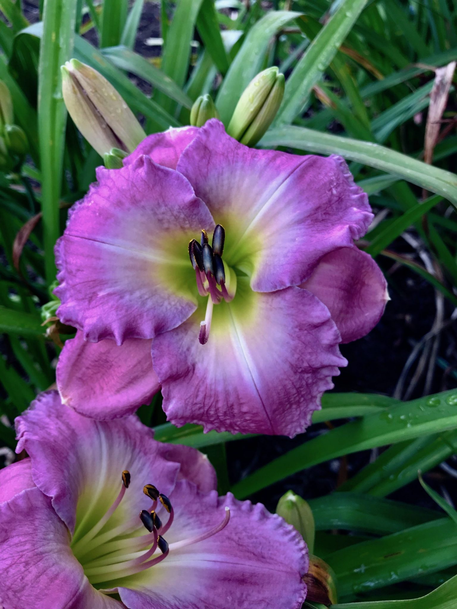 AZURE JEWEL – Crintonic Gardens