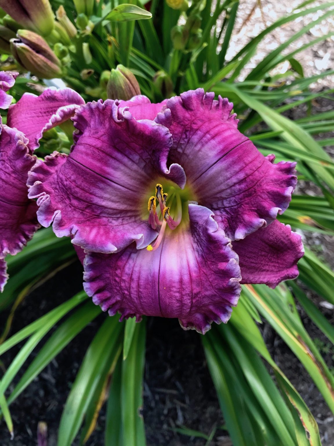 GEM SMOKE – Crintonic Gardens