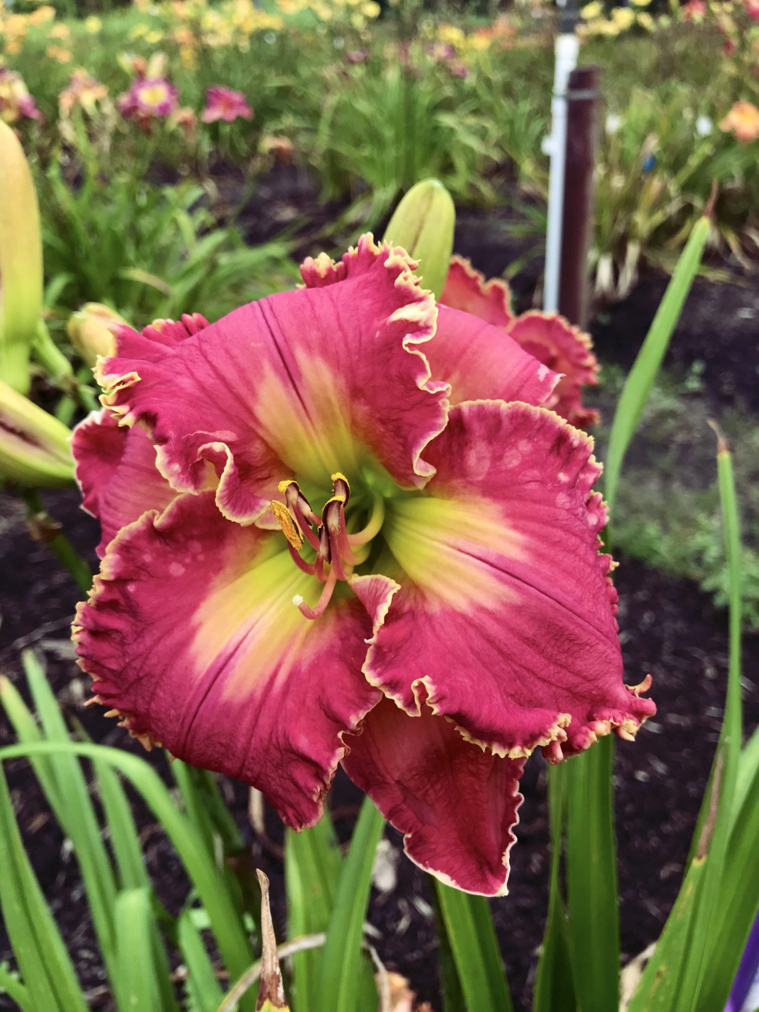 PEPPERMINT RAINBOW – Crintonic Gardens