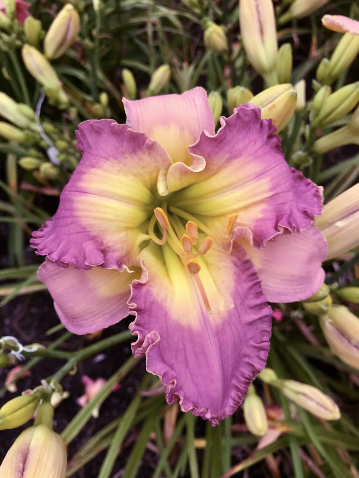 PRECISION DYNAMICS – Crintonic Gardens